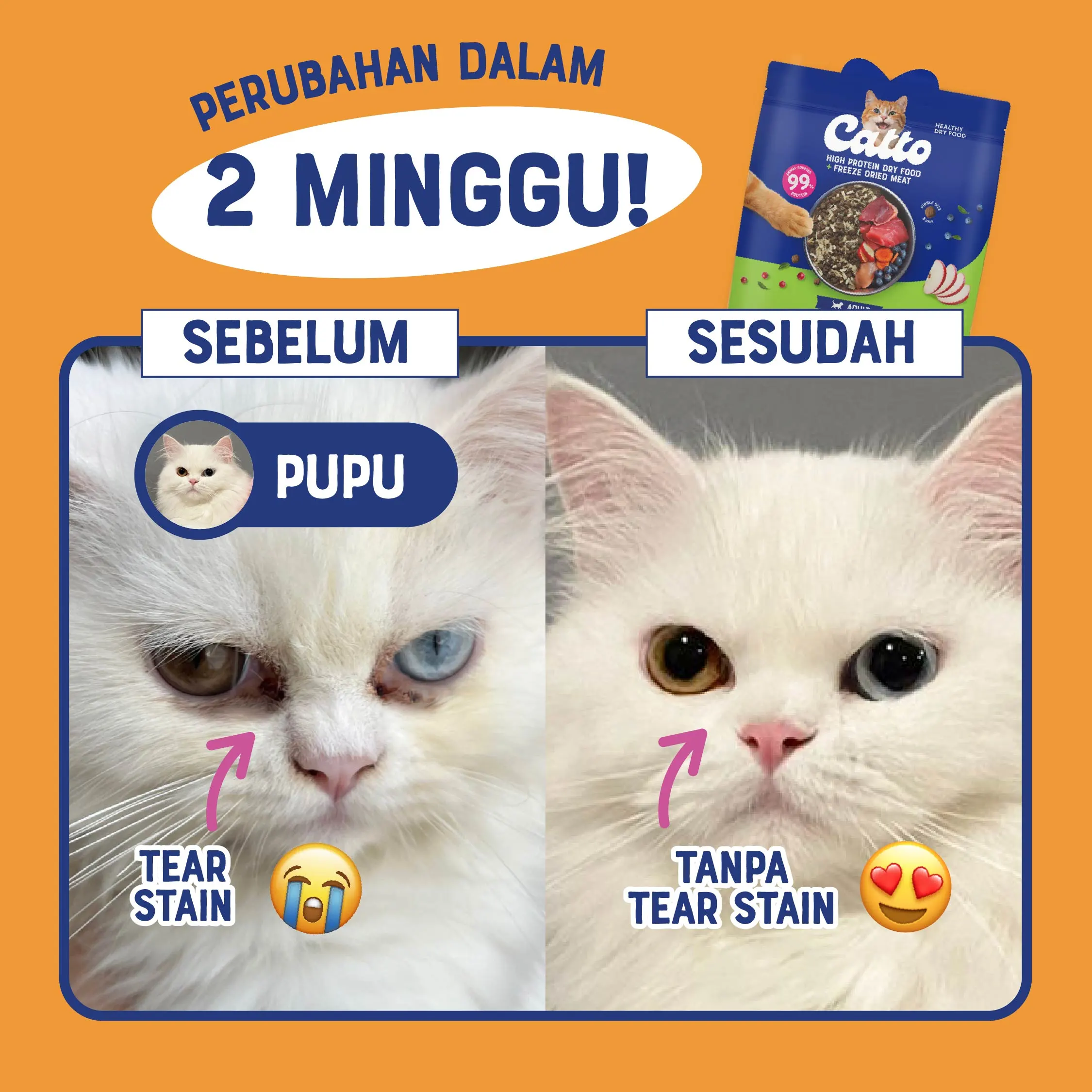 Catto Bawa Berkat